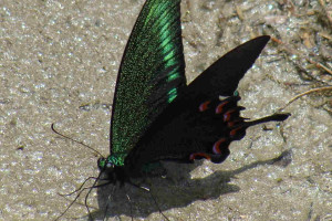 The official website of Great Himalayan National Park | A UNESCO World ...