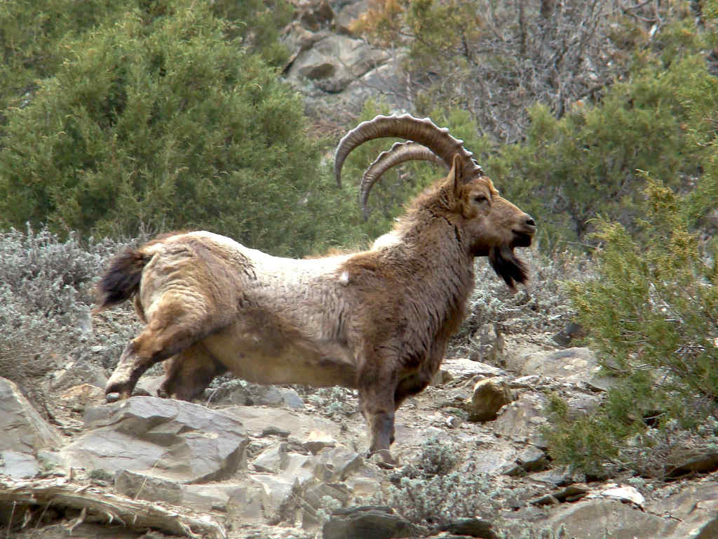 The official website of Great Himalayan National Park | A UNESCO World ...